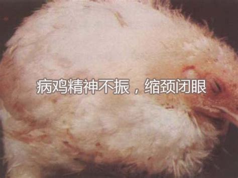 鸡精神不振 缩颈闭眼怎么治疗 专家为你解答