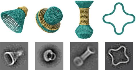 Dna Origami Adds Multilayered Curved Shapes To Its Catalog