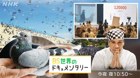 ゆう5時金曜はきん5時） On Twitter 🎞️今夜の推しバン！🎞【eテレandbs】 Bs1 Bs世界のドキュメンタリー 伝書バト
