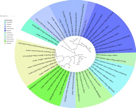 Phylogenetic Tree Analysis Of Fish Species Under The Other Families Of