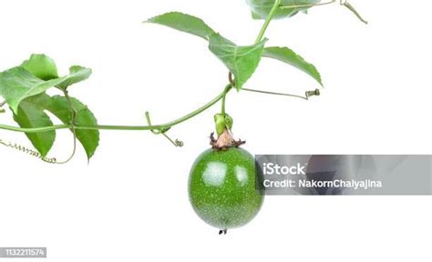 열정 과일 흰색 배경에 고립 과일에 대한 스톡 사진 및 기타 이미지 과일 나무 노랑 Istock