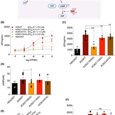 Effect Of Ac Cysteine‐to‐alanine Mutation On G‐protein Coupling A