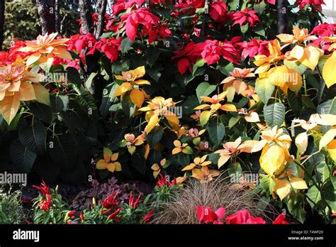 A Group Of Gold Rush Poinsettias Red Poinsettias Chili Pepper Plants