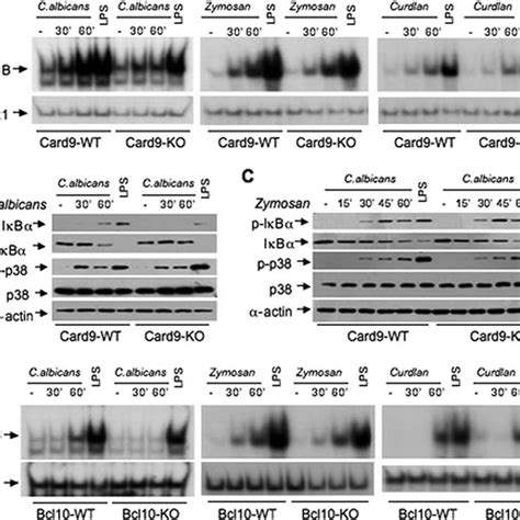 Expression Of Dectin 2 Significantly Enhanced C Albicans Download
