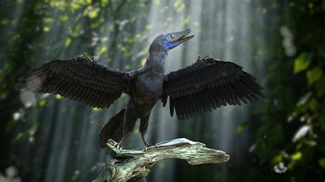 Dinosaur To Bird Transitional Fossil Best Sale