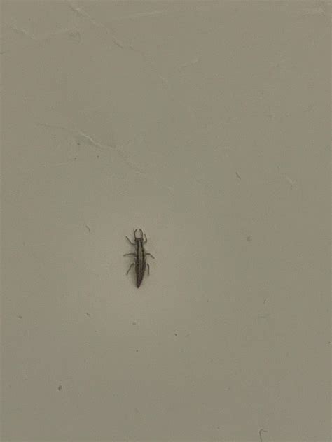 What Is This Bug R Whatsthisbug