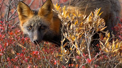 Red Fox Bing Wallpaper 1920x1200