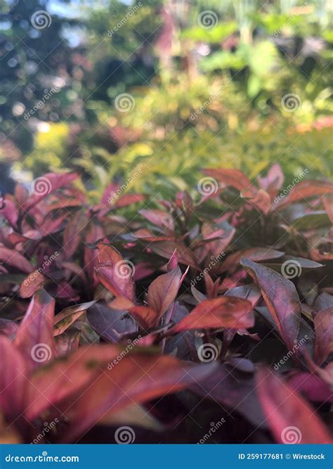 Vertical Selective Focus Shot Of Plants With Colorful Foliage Stock