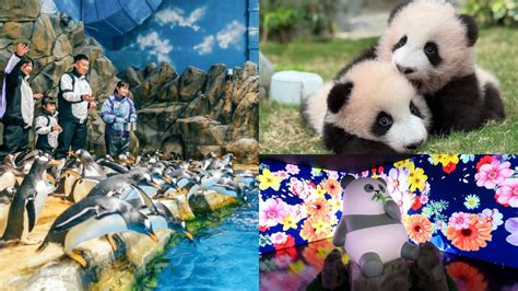 2025香港景點推薦！「香港海洋公園」全新亮點、活動、周邊一次看食尚玩家