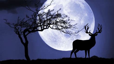 Hoy es la luna de ciervo Cómo afecta a la tierra a los animales y