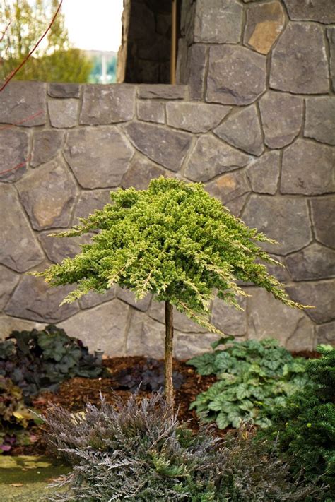 Dwarf Tree