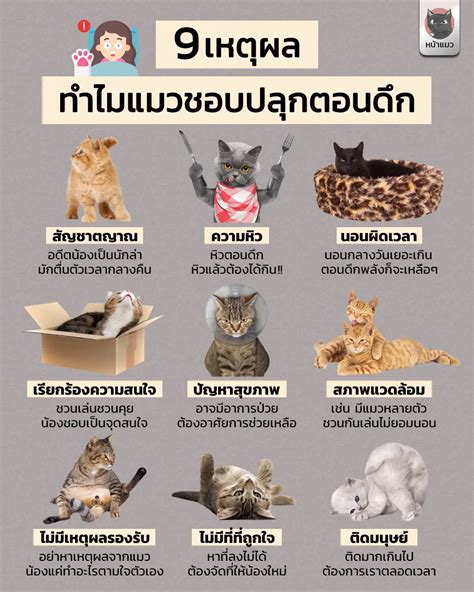 แมวปลุกตอนดึกเพราะ 😹 แกลเลอรีที่โพสต์โดย หน้าแมว Lemon8
