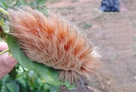 Lagartas Venenosas Espécies Que Podem Causar Acidentes
