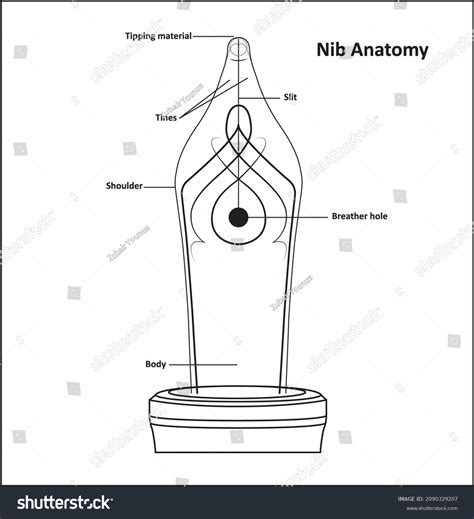 Nib Anatomy Nib Outline Design Stock Vector Royalty Free 2090329207