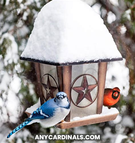 Do Blue Jays And Cardinals Get Along Any Cardinals