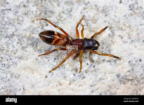 Ant Mimic Jumping Spider Ant Spider Myrmarachne Formicaria Female
