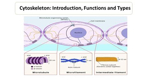 Cytoskeleton Definition Functions And Types