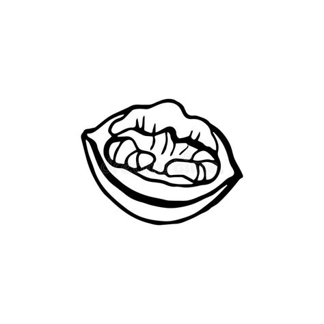 Vector Walnuts Hand Drawn Illustration Outline Drawing Isolated Nut