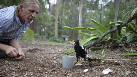 Magpies Expert Reveals How To Avoid Swooping This Spring Au
