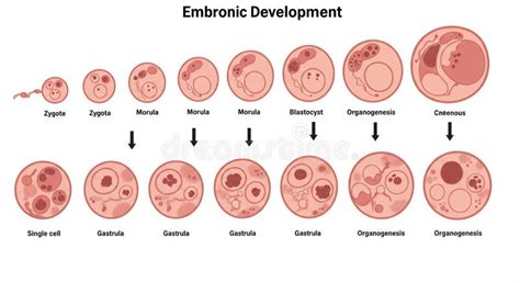 Zygote Biologie