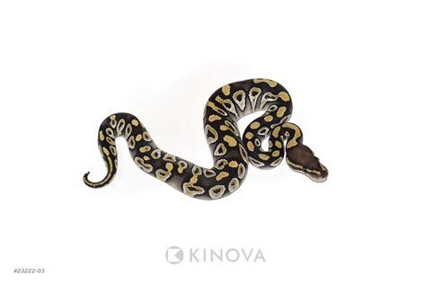 Mojave Quad Het Het Vpi Axanthic Desert Ghost Clown Monsoon Ball Python