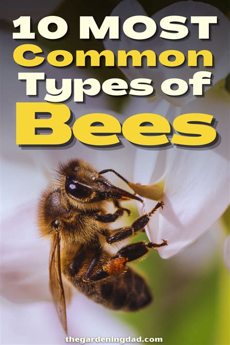 10 Most Common Bees In Ohio 2023 Guide Artofit