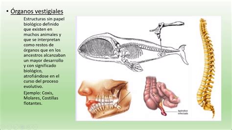 Evidencias De La Evolucion