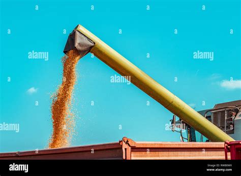 Combine Unloader Pouring Harvested Corn Kernels Into Tractor Cargo Cart