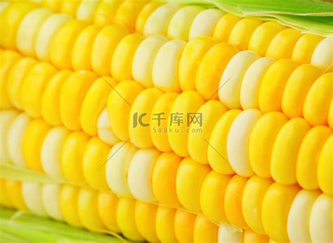 玉米棒子高清摄影大图 千库网
