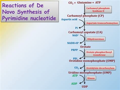 Pyrimidine Synthesis And Degradation Pdf
