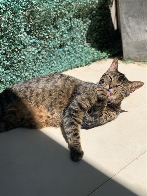 Hi I Enjoy The Sun And A Bath Rtabbycats