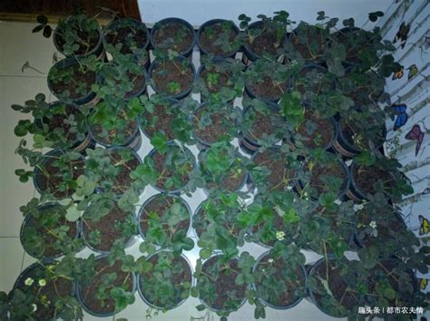 盆栽草莓繁殖很简单 学会方法很重要 一盆变十盆越养越多