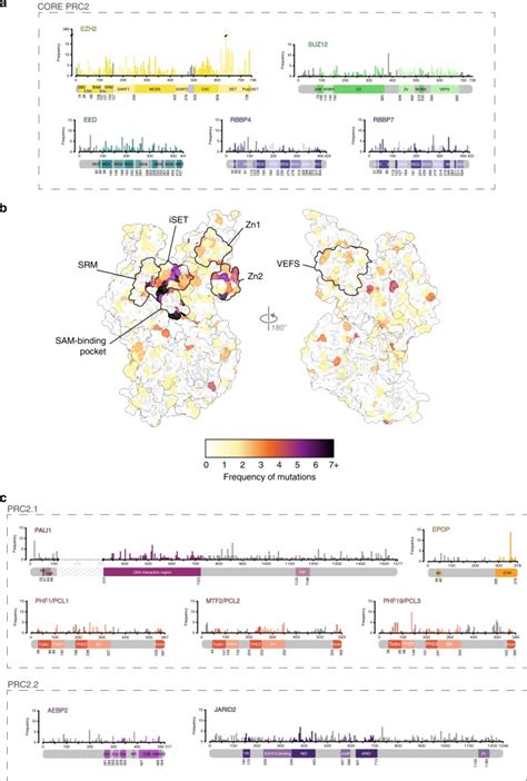 Engaging Chromatin Prc2 Structure Meets Function Pmc