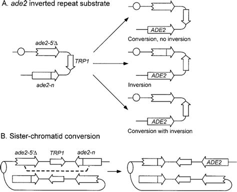 Inverted Repeat Substrates A The Ade2 Heteroalleles Can Recombine To Download Scientific