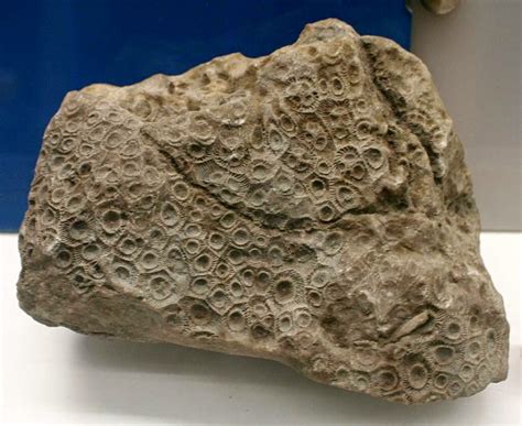 Fossilized Coral Properties Formation Geology Science