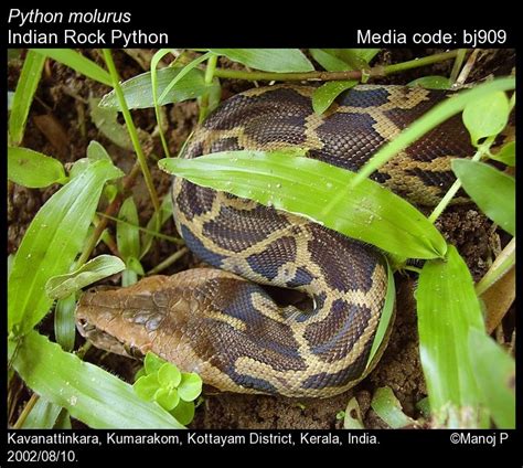 Python Molurus Linnaeus 1758 Indian Rock Python Reptiles