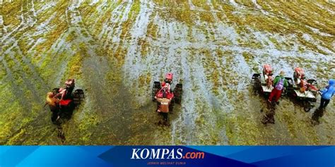 Kementan Siap Kembangkan Lahan Rawa Untuk Tingkatkan Produktivitas