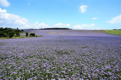 Field Annual Herb Green Fertilizer Free Photo On Pixabay Pixabay