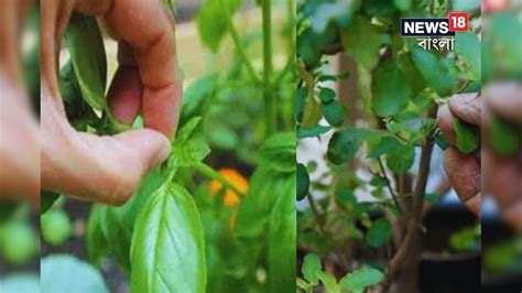Tulsi Vastu Tips তুলসীপাতা এইভাবে ছিঁড়ছেন না তো সংসারে সর্বনাশ