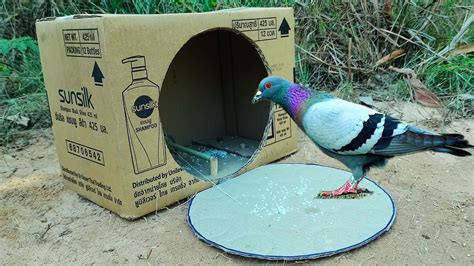 Easy Bird Trap Create Pigeon Trap Using Cardboard Youtube
