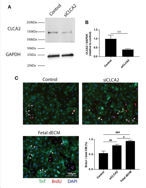 Decreasing Clca2 Expression Promotes Cardiomyocyte Cell Cycle