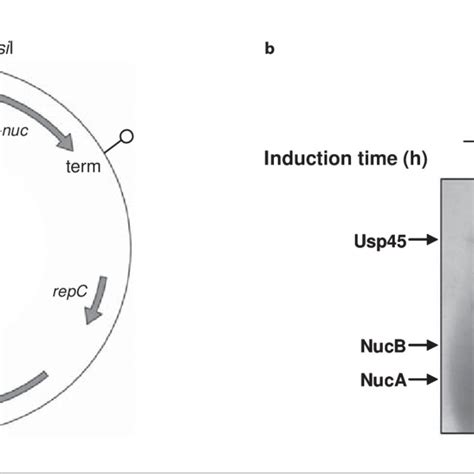 Staphylococcal Nuclease Production Using The P Zn Zitr Sp Exp4 Download Scientific Diagram