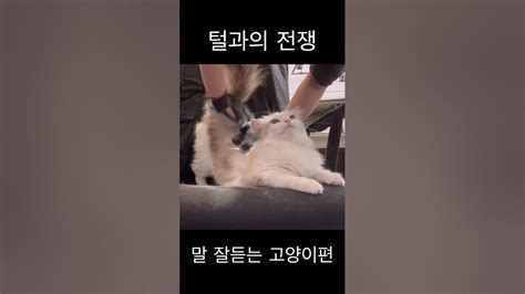 말 잘듣는 고양이와 털 전쟁 😂 Youtube