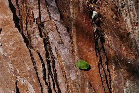 Green Shield Bug Latin Name Palomena Prasina Of Heteroptera Suborder Crawling On Bark Wood Of