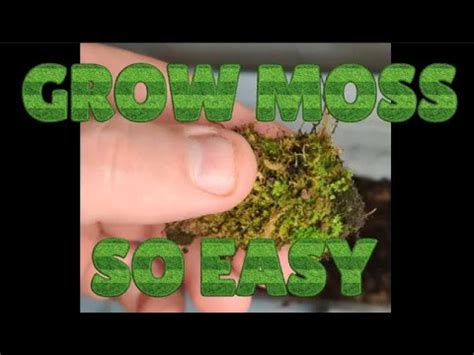 EASY Hack To Grow Moss For Your Vivarium YouTube