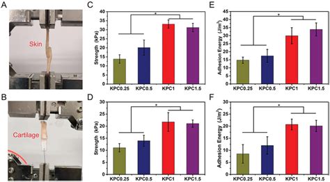 Adhesion Of Soft Tissues Using Kpc Glue A B Lap Shear Test Of A