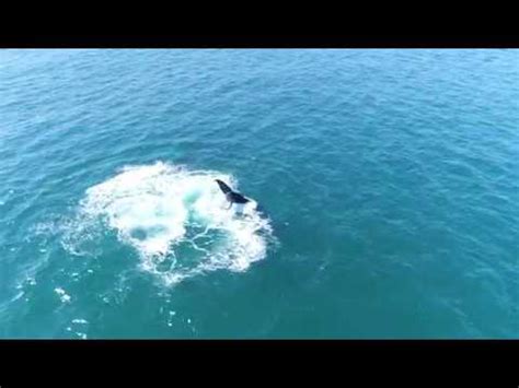 Humpback Whales tail slapping the water - YouTube