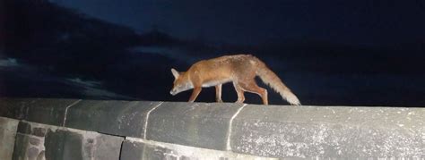 Fox Control And Prevention For Dorset And Hampshire