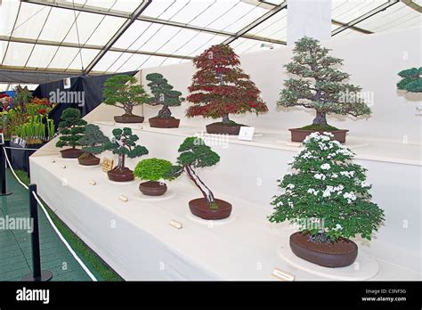 A Magnificent Gold Medal Winning Bonsai Display In The Floral Marquee