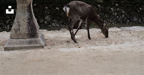 Un Perro Olfateando El Suelo Frente A Una Linterna De Piedra Foto